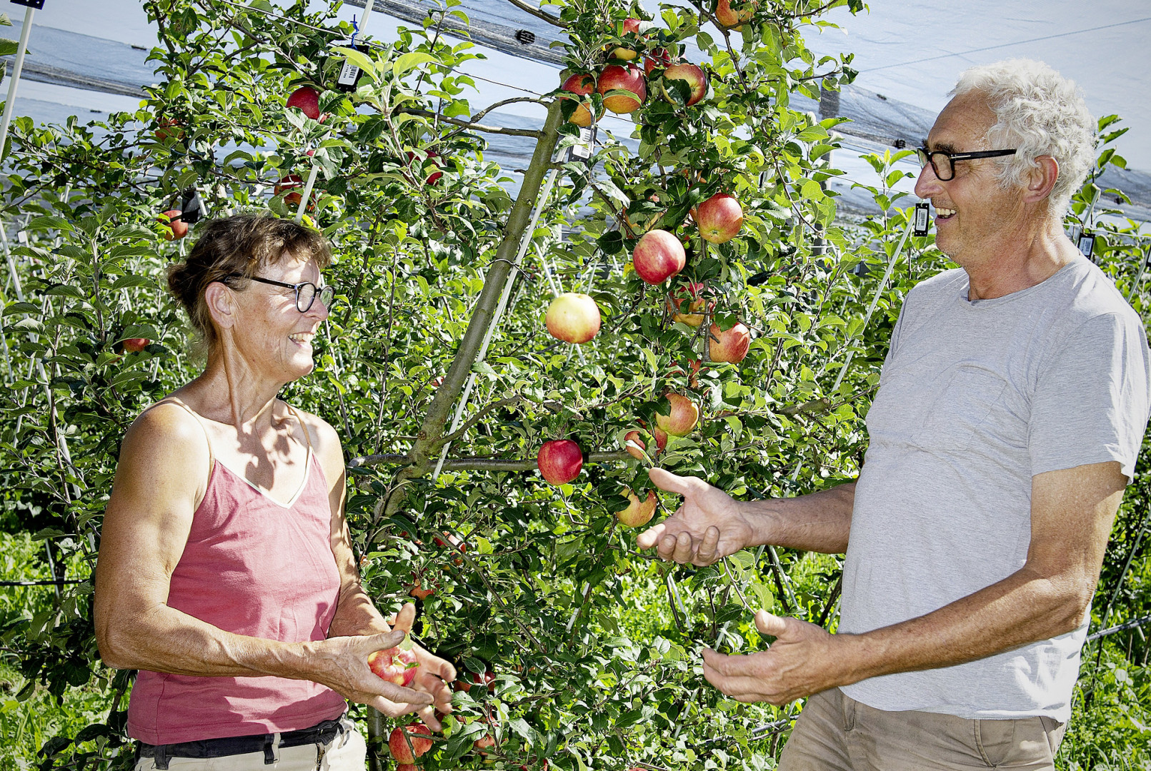 Wo überall der Apfel eine Rolle spielt – und wie aus Braeburn und Ariwa ...